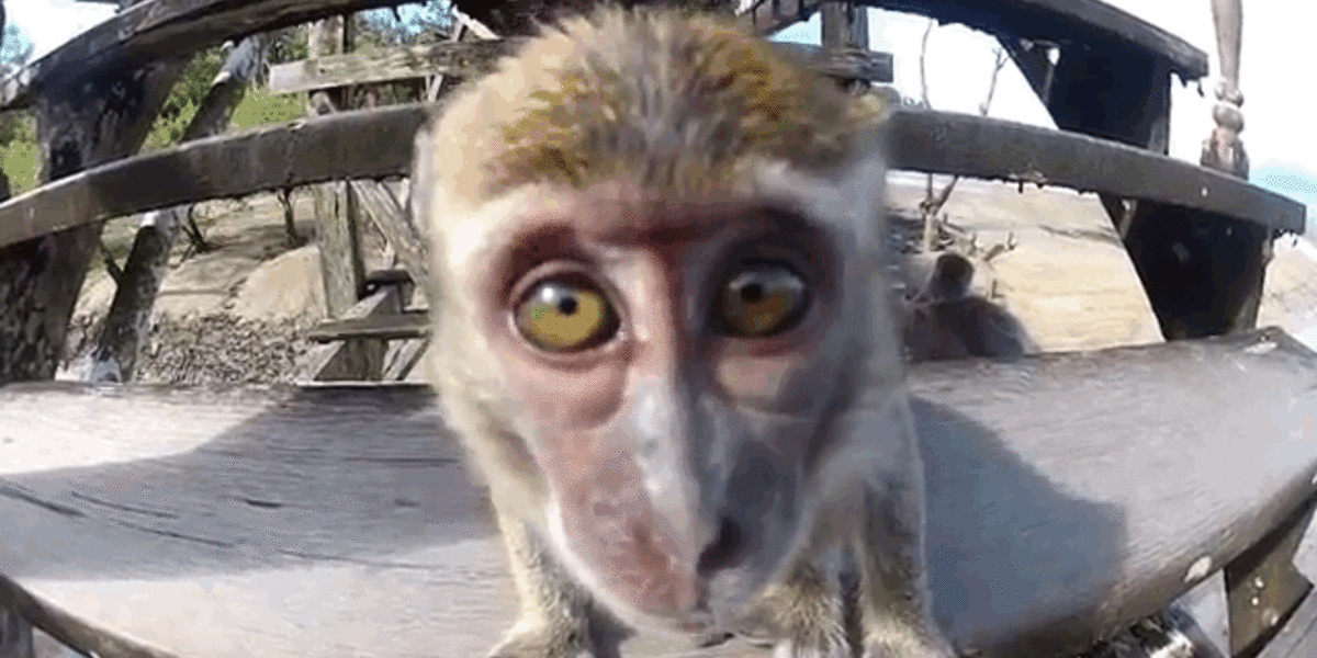 Inquisitive Monkey Says Cheese For Tourist’s Camera - The Dodo