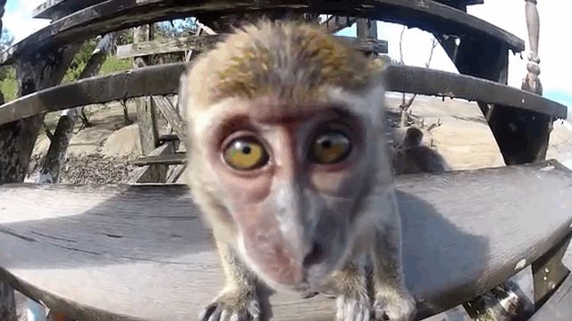 Inquisitive Monkey Says Cheese For Tourist’s Camera - The Dodo