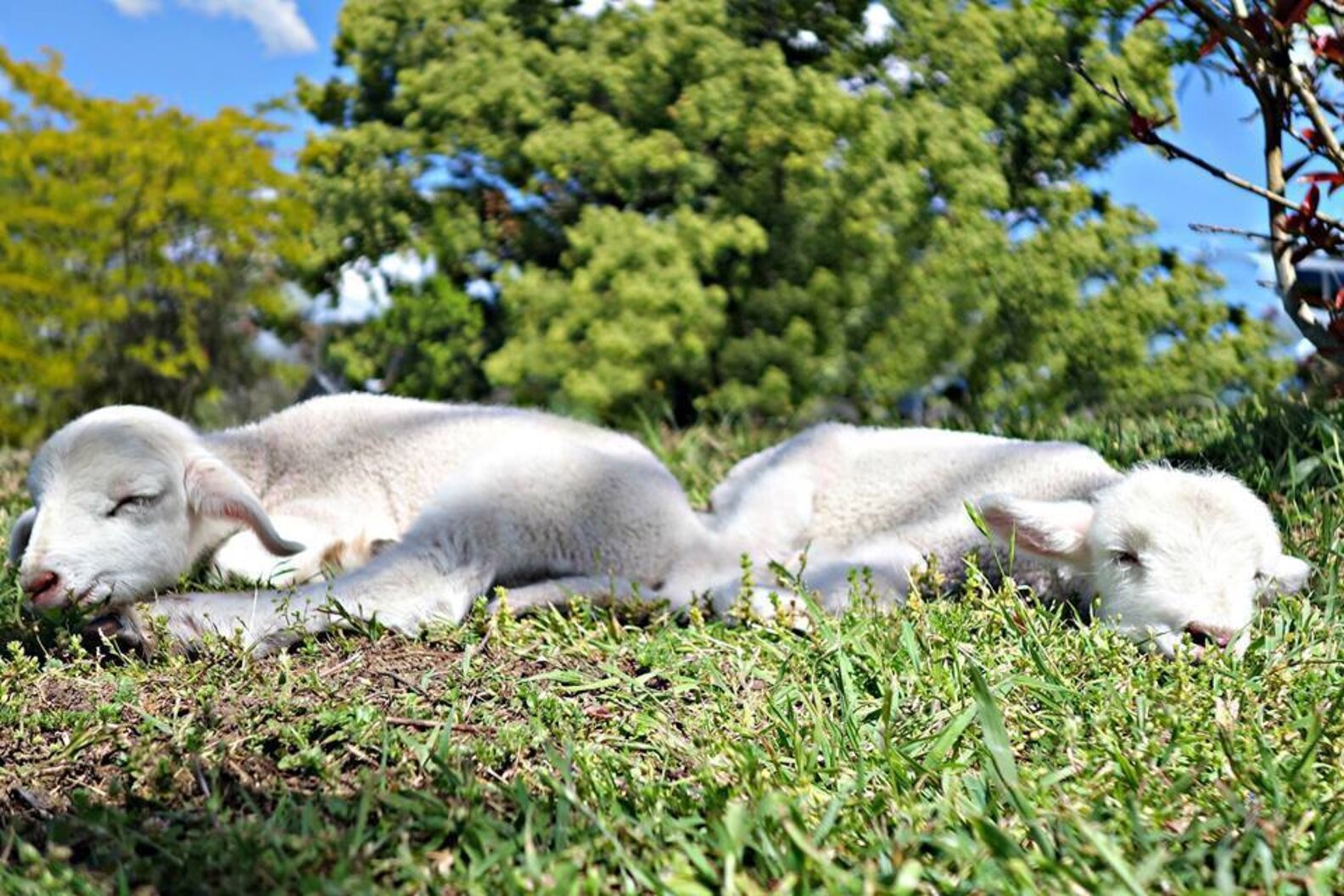 Lambs Who Lost Their Moms Do Everything Together Now - The Dodo