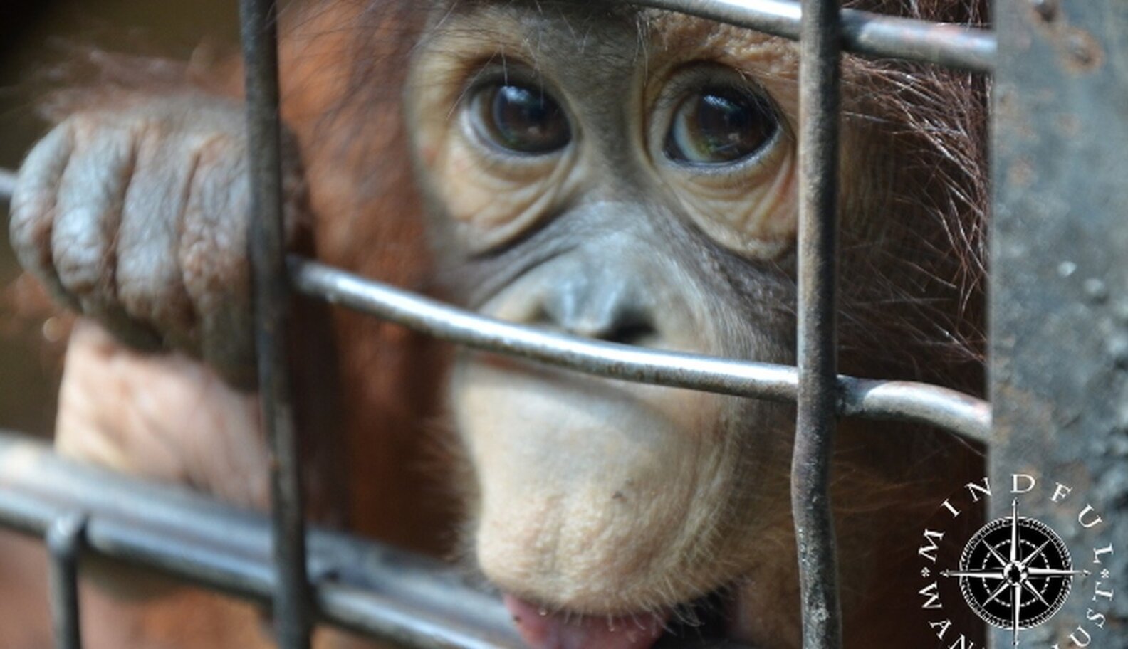 Haunting Photos Capture Despair Of Animals At Thai Zoo - The Dodo