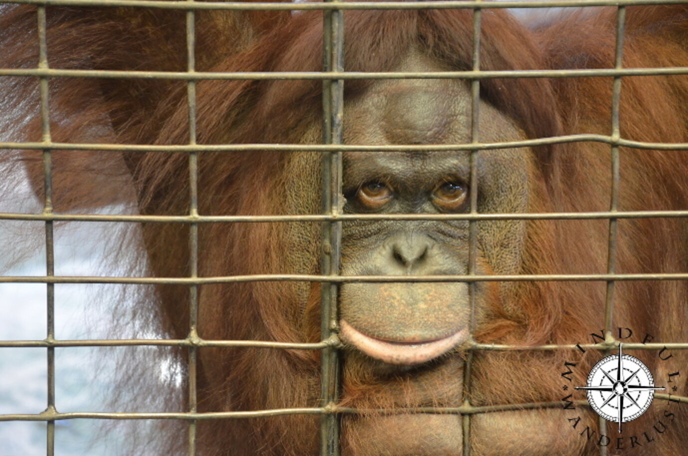Haunting Photos Capture Despair Of Animals At Thai Zoo - The Dodo