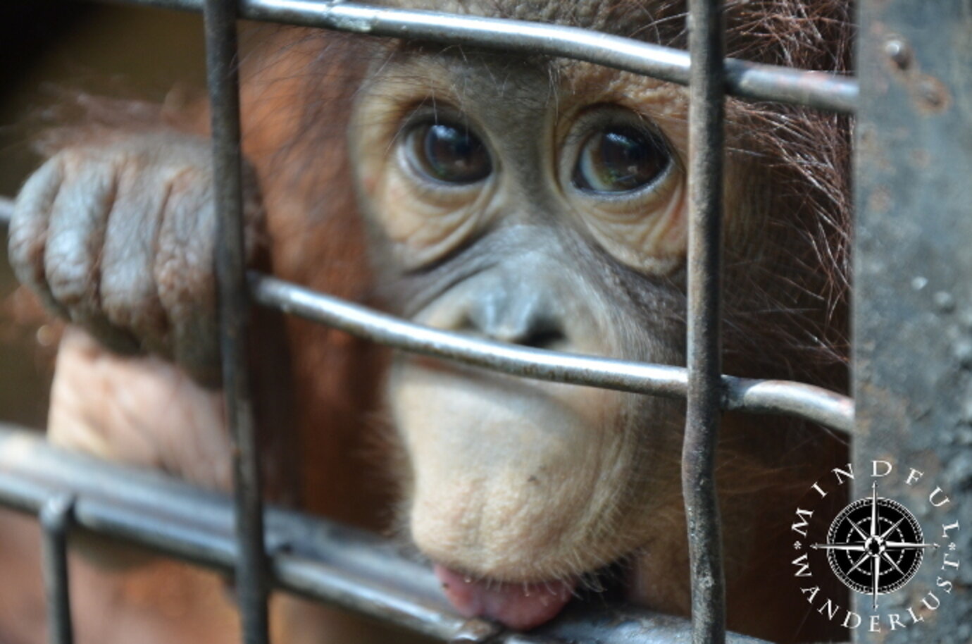 Haunting Photos Capture Despair Of Animals At Thai Zoo - The Dodo