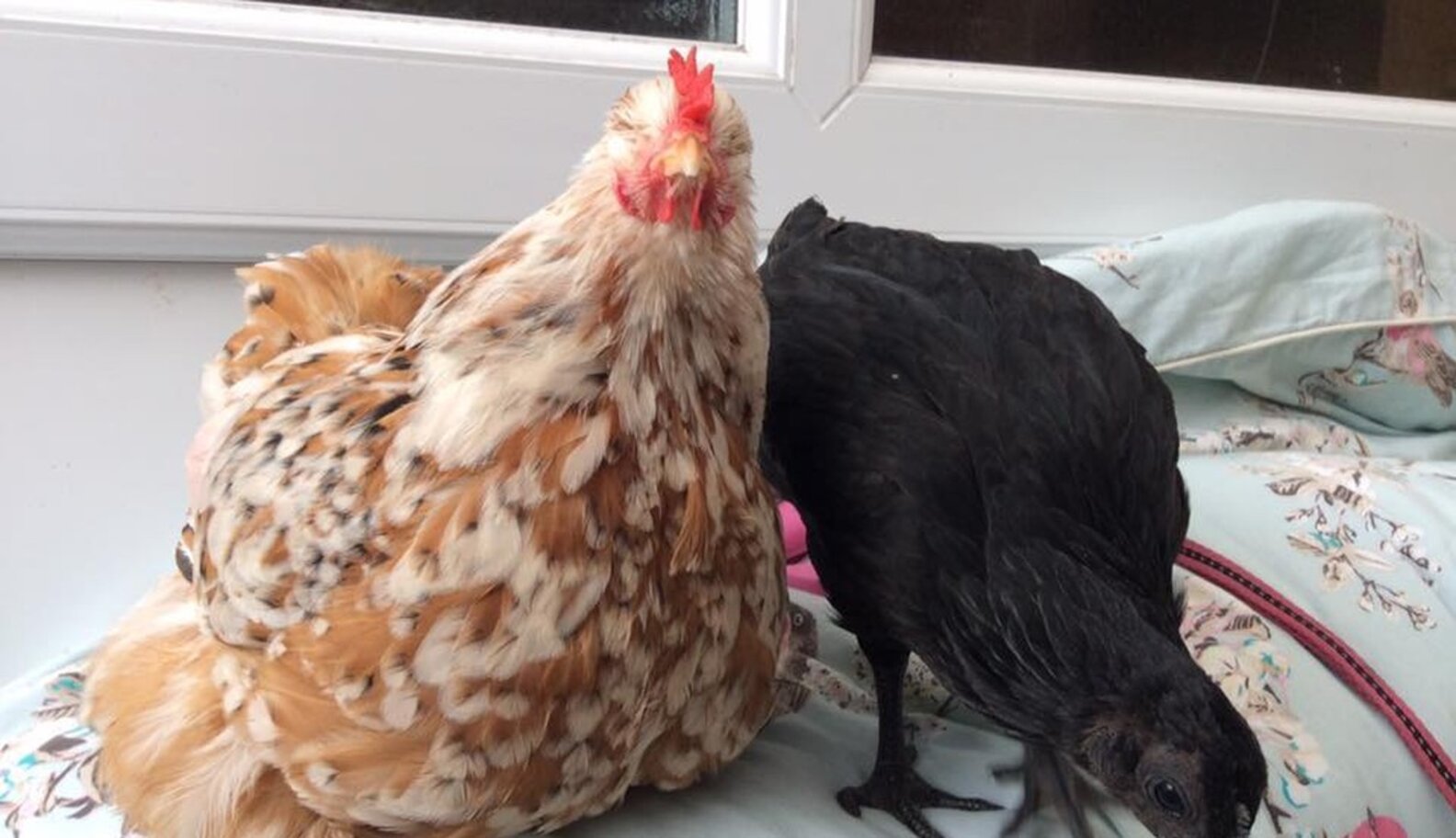 Chick Born Without Eyes Snuggles Up With Every Other Pet In The House ...