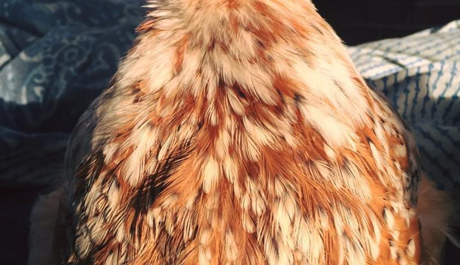 Chick Born Without Eyes Snuggles Up With Every Other Pet In The House ...