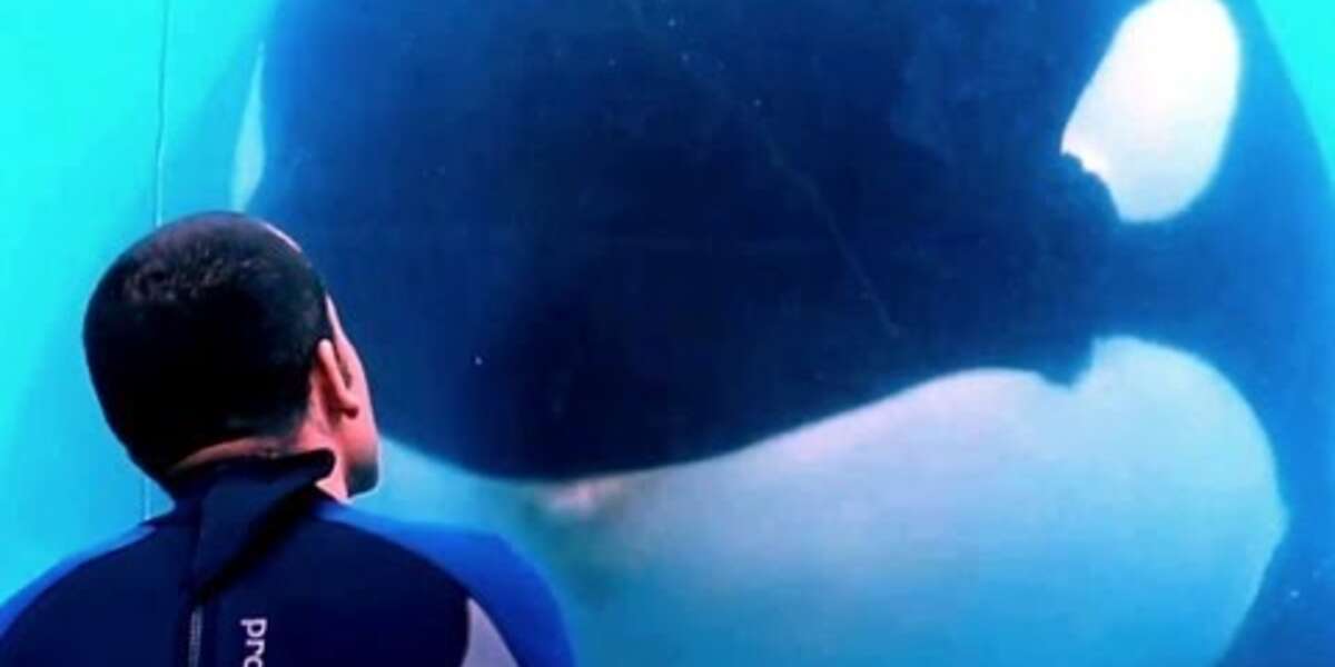 Must watch #Blackfish! Opening in NYC 12/20 @ Elinor Bunin Munroe Film ...