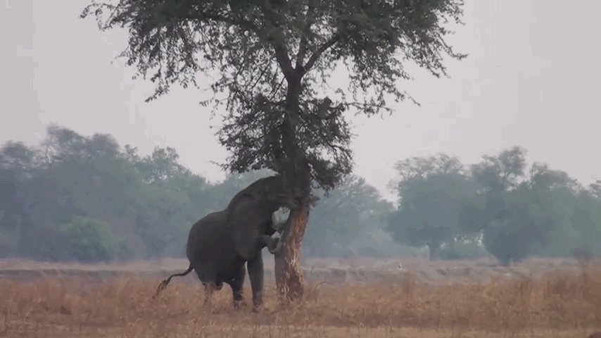 These 5 Tree-Climbing Elephants Prove Anything Is Possible - The Dodo