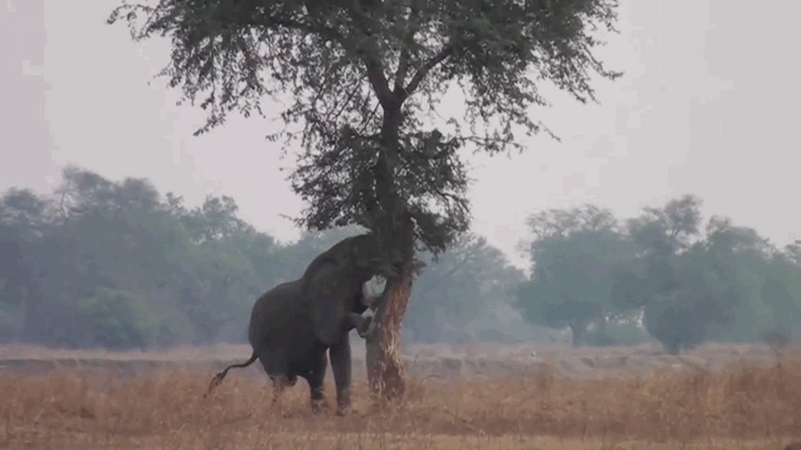 These 5 Tree-Climbing Elephants Prove Anything Is Possible - The Dodo