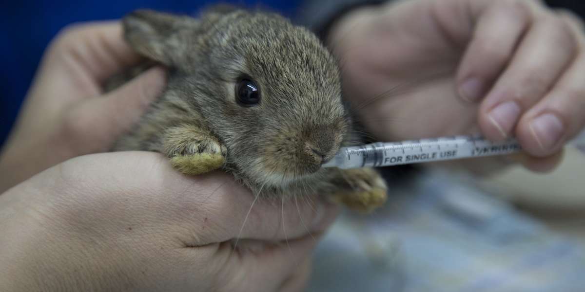 Adorable Bunny Attacked By Cat Gets Much-Deserved Gentle Rescue - The Dodo