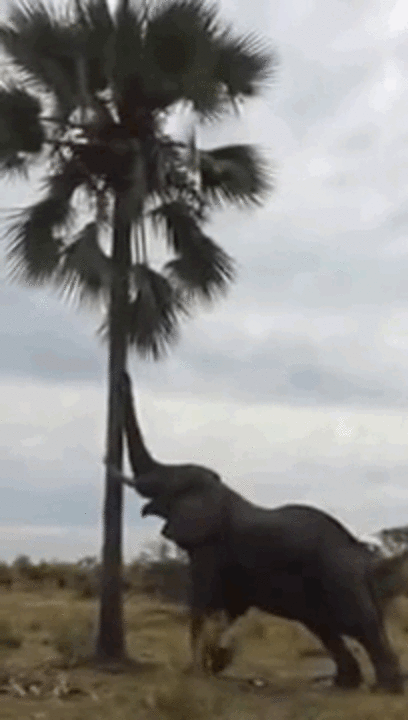 These 5 Tree-Climbing Elephants Prove Anything Is Possible - The Dodo