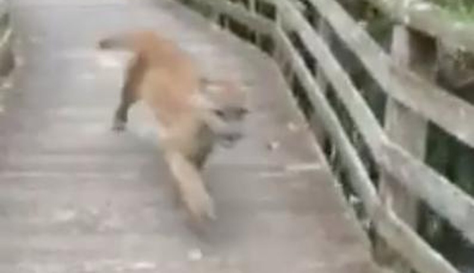 Woman And Panther Have The Same Reaction Upon Meeting - The Dodo