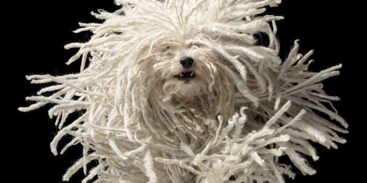 Photographer Captures Our "Evolving View Of Animals" - The Dodo