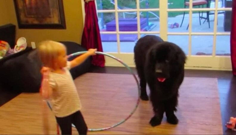 Little Girl Tries To Teach Her Enormous Dog To Hula Hoop - The Dodo