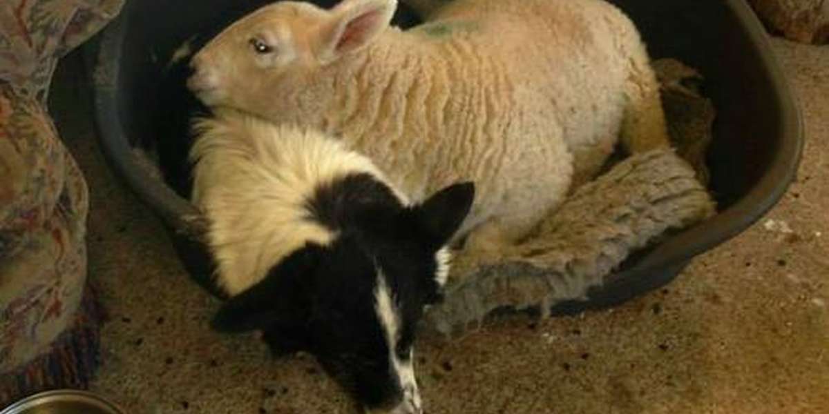 No One Tell This Sheep She's Not Really A Dog - The Dodo