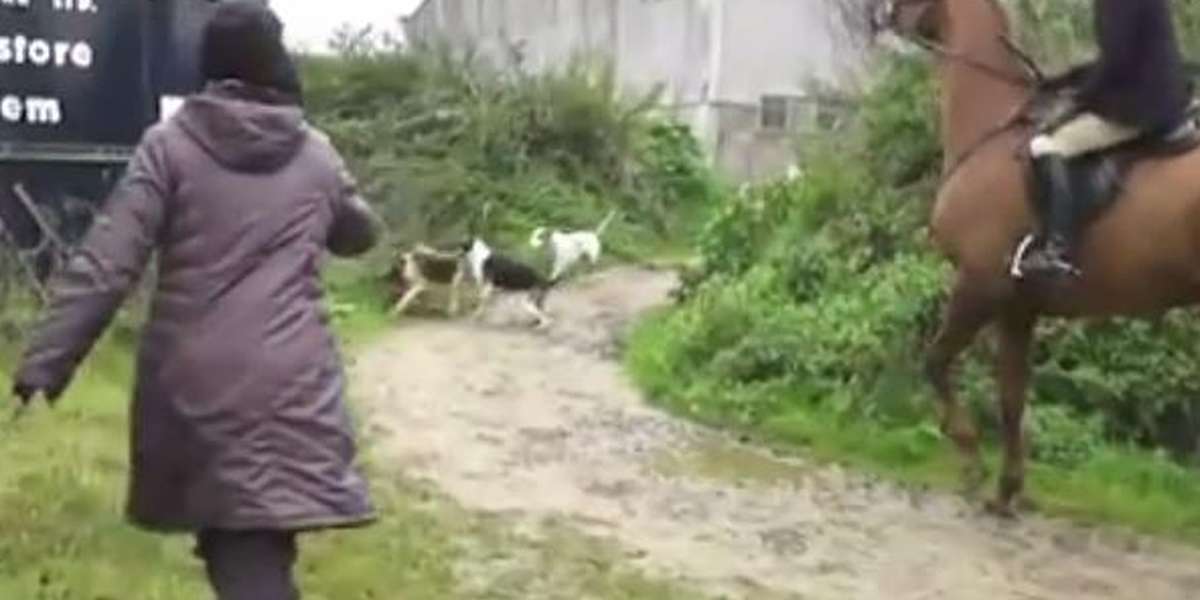 Meet The People Who Throw Themselves In Front Of Hunters - The Dodo