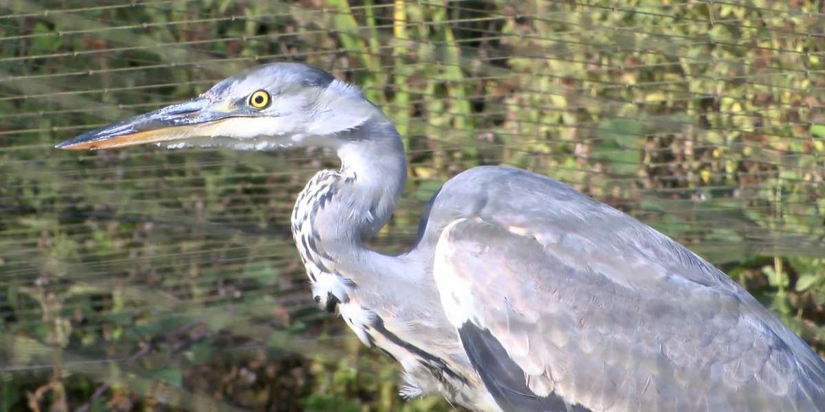 Trapped Bird's Rescue Gets Wet And Messy (For The Humans) - The Dodo