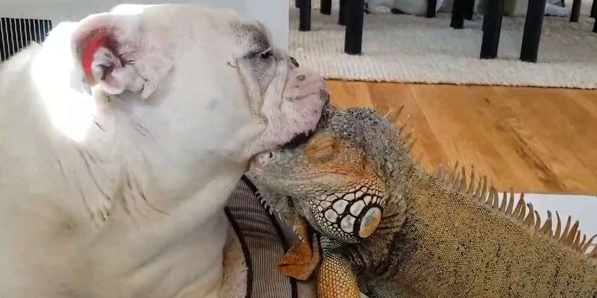 Iguana REALLY Loves This Dog - The Dodo
