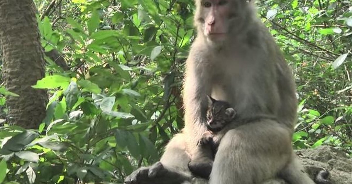Monkey Cares For Orphaned Kittens In Inspiring Display Of Motherly Love ...