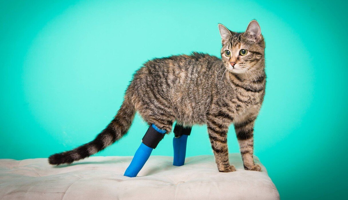2-Legged Amputee Cat Does Handstands Down The Stairs - The Dodo
