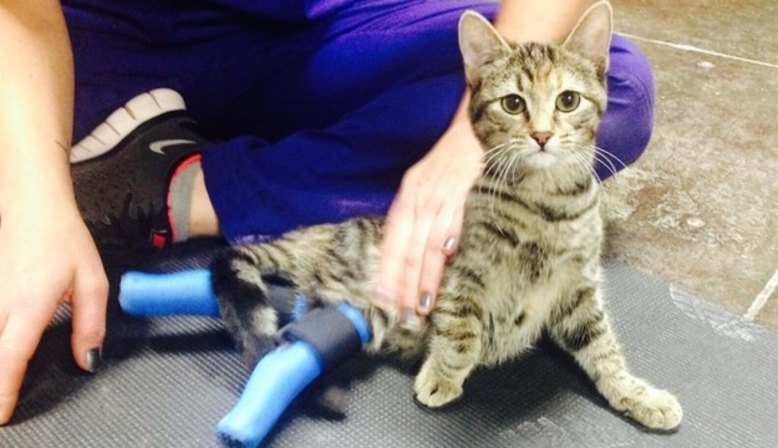2-Legged Amputee Cat Does Handstands Down The Stairs - The Dodo