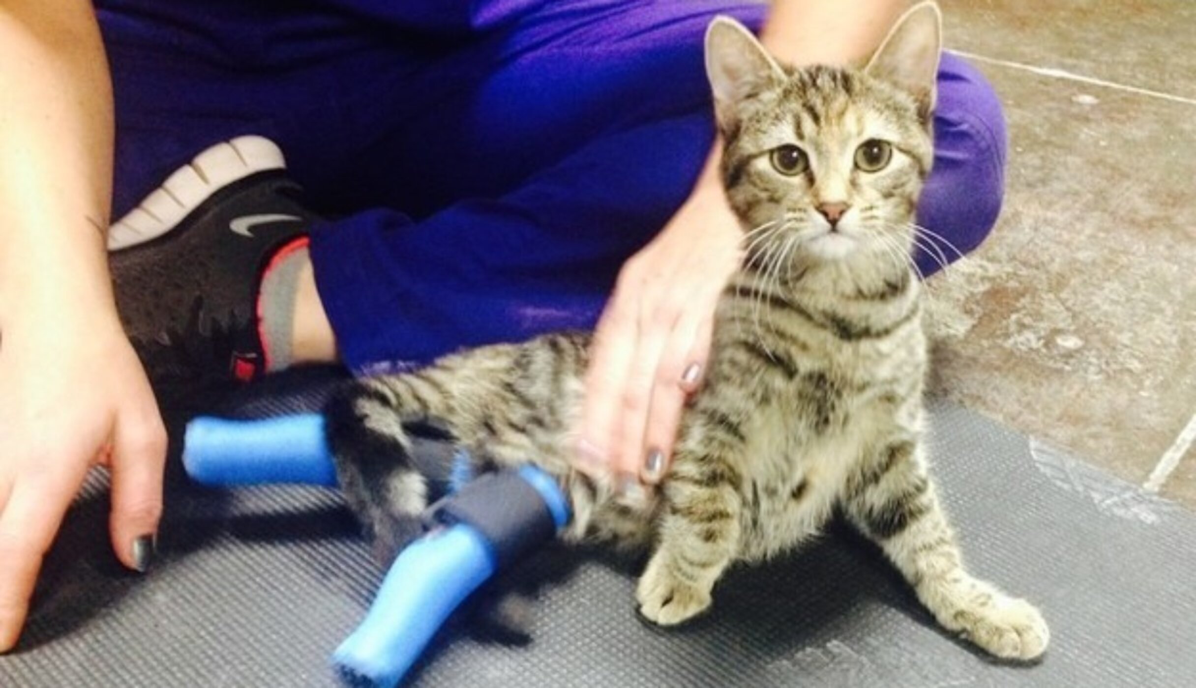 2-Legged Amputee Cat Does Handstands Down The Stairs - The Dodo