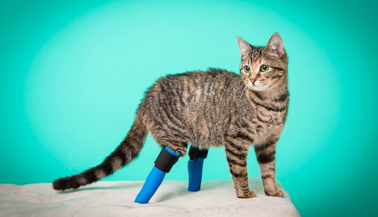 2-Legged Amputee Cat Does Handstands Down The Stairs - The Dodo