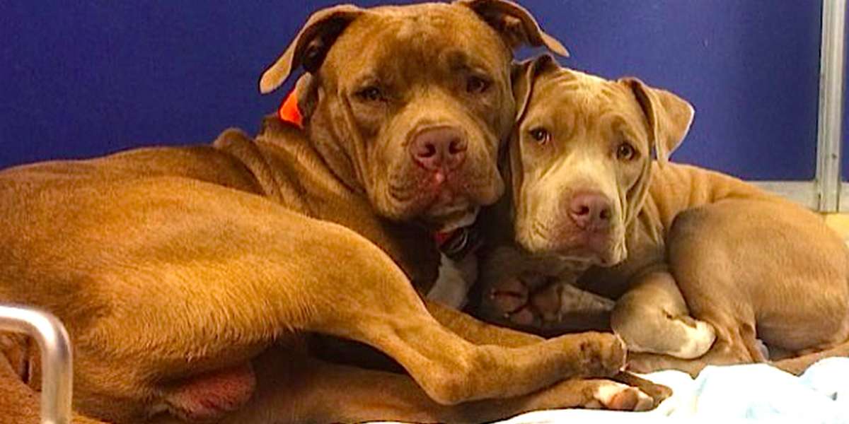 Bonded Shelter Dogs In Miami Urgently Need Home Together - The Dodo