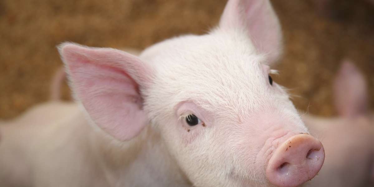 Walmart Makes Big Changes For The Good Of Farm Animals - The Dodo