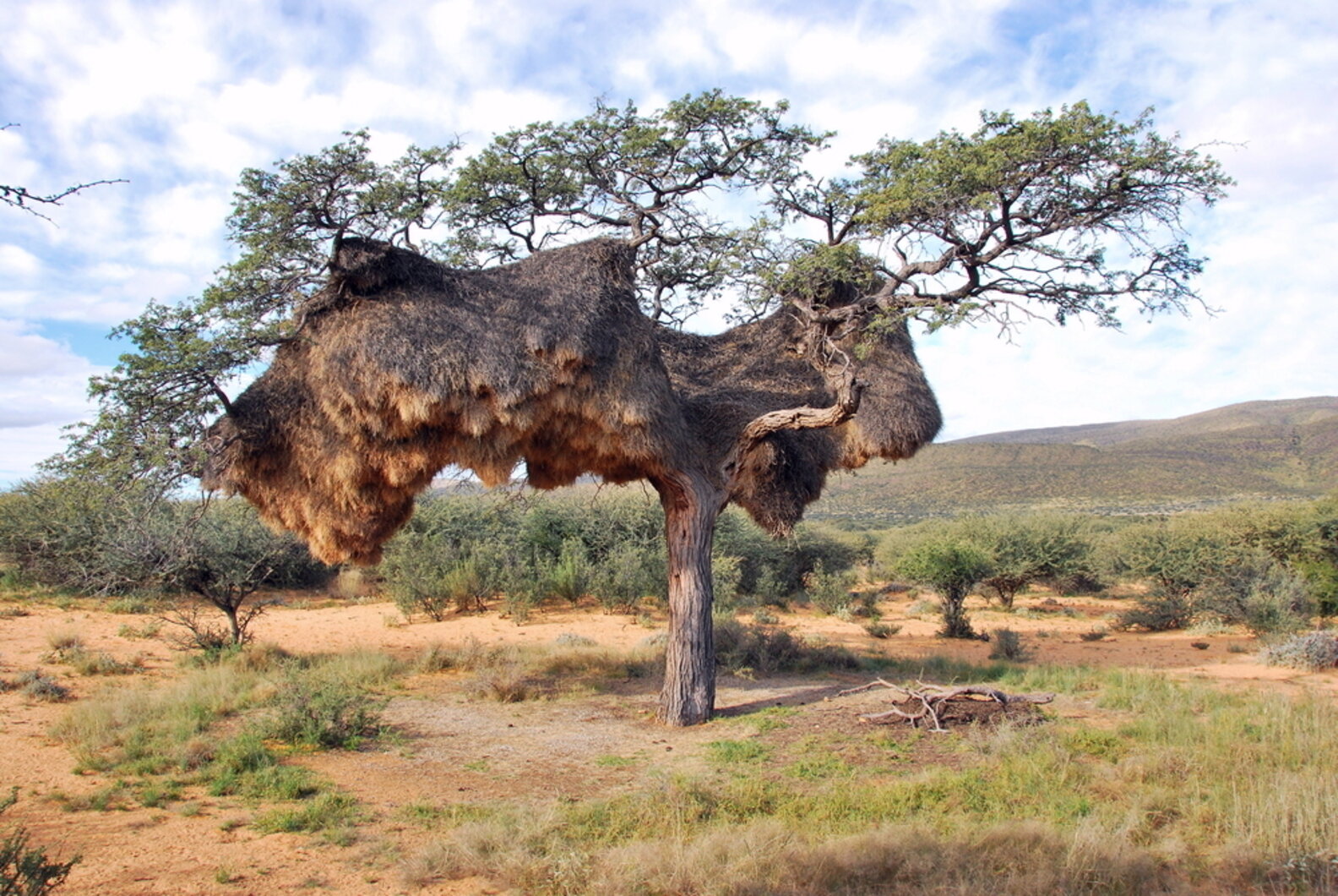 The Most Strangely Beautiful Birds' Nests In The World - The Dodo