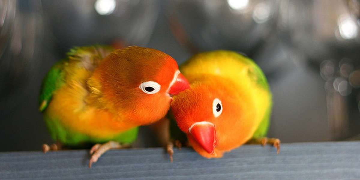 7 Animal Couples Who Know How To Keep The Spark Alive - The Dodo