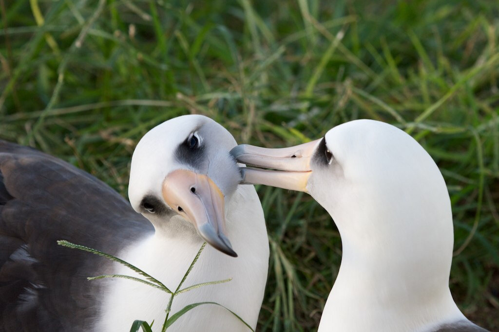 7 Animal Couples Who Know How To Keep The Spark Alive - The Dodo