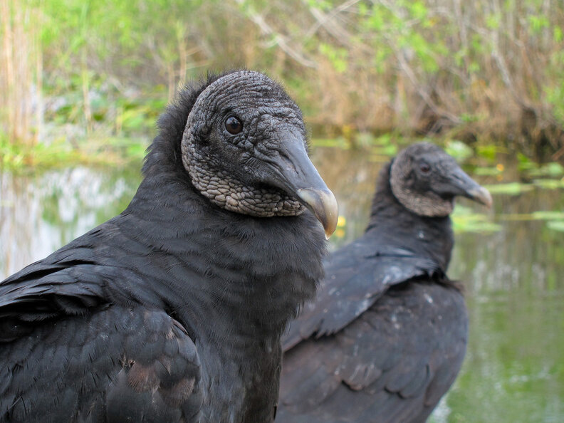 7 Animal Couples Who Know How To Keep The Spark Alive - The Dodo