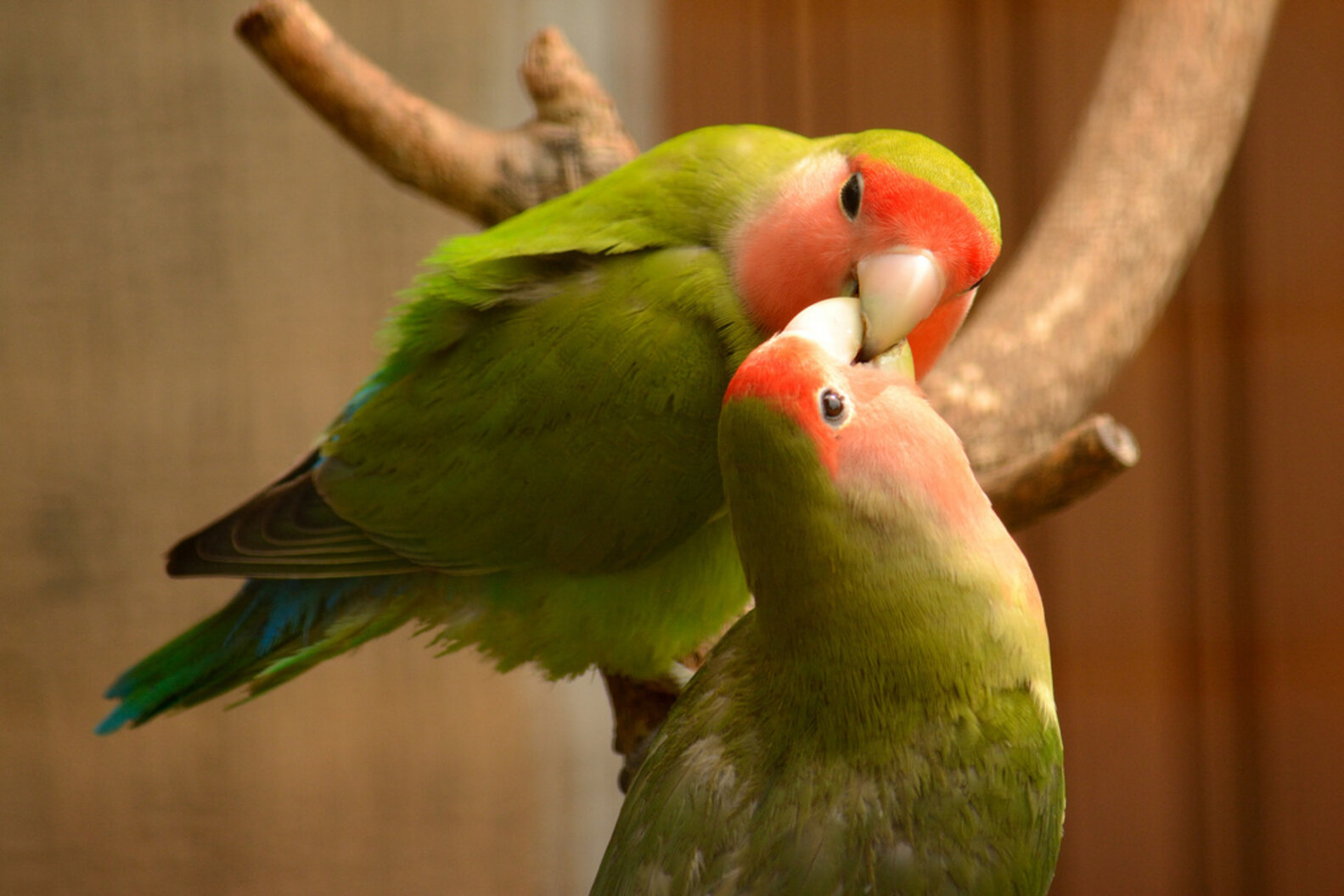7 Animal Couples Who Know How To Keep The Spark Alive - The Dodo
