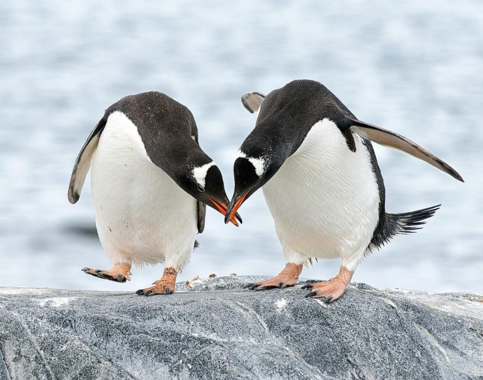 7 Animal Couples Who Know How To Keep The Spark Alive - The Dodo
