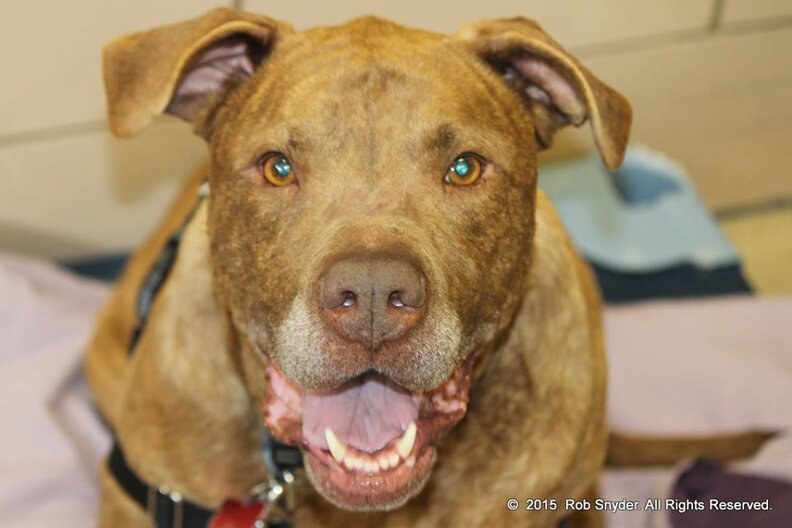 Dumped At Shelter, Devoted Pit Mix Won't Leave His Blind Brother's Side ...