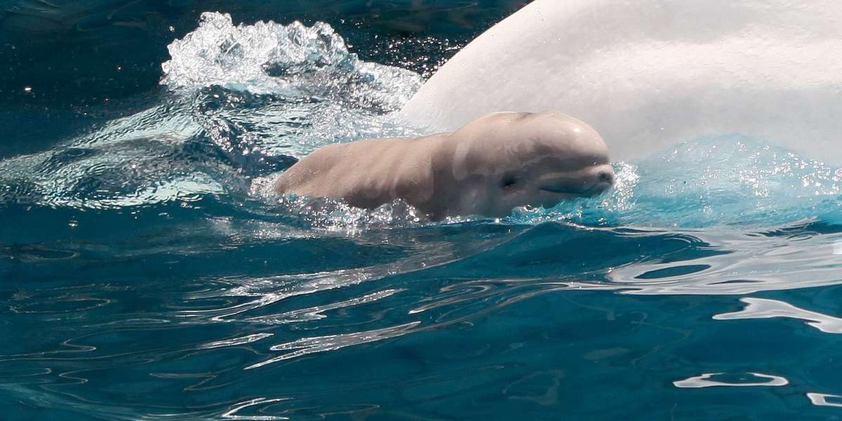 Baby Beluga Dies At SeaWorld After 3 Weeks In A Tank - The Dodo