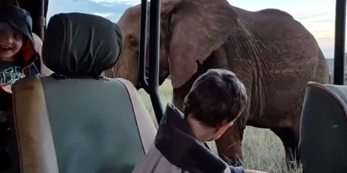Kids Can't Believe They Just Saw An Elephant In The Wild - The Dodo