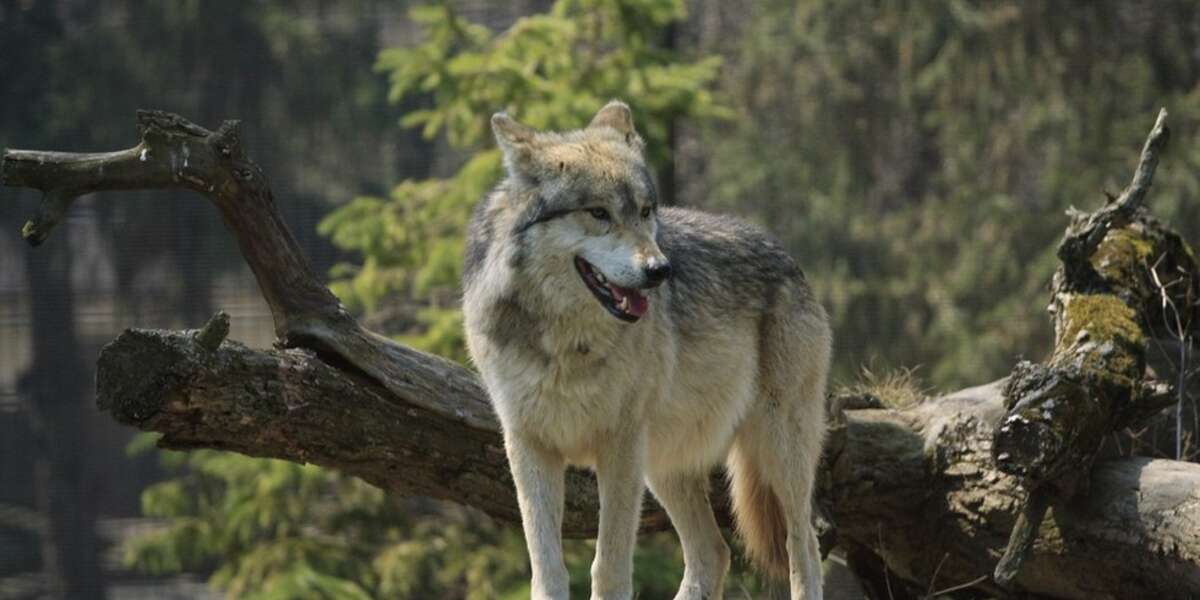 California's First Wolf In 90 Years Visits Again - The Dodo
