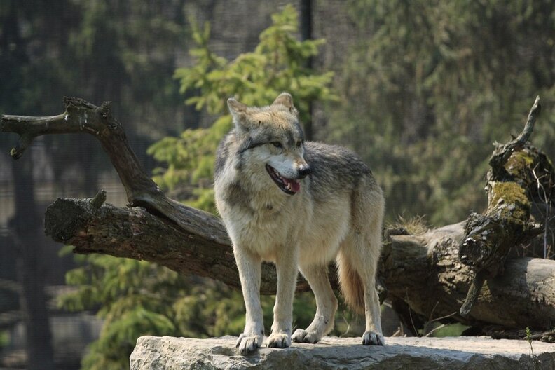 California's First Wolf In 90 Years Visits Again - The Dodo