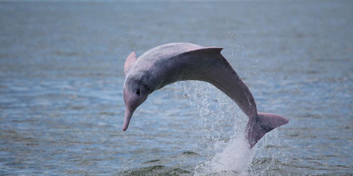 Taiwan's Big Move To Protect Iconic White Dolphin - The Dodo