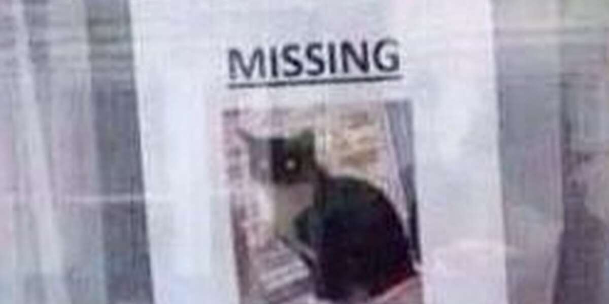 ‘Missing’ Cat's Owner May Not Realize The Joke's On Him - The Dodo