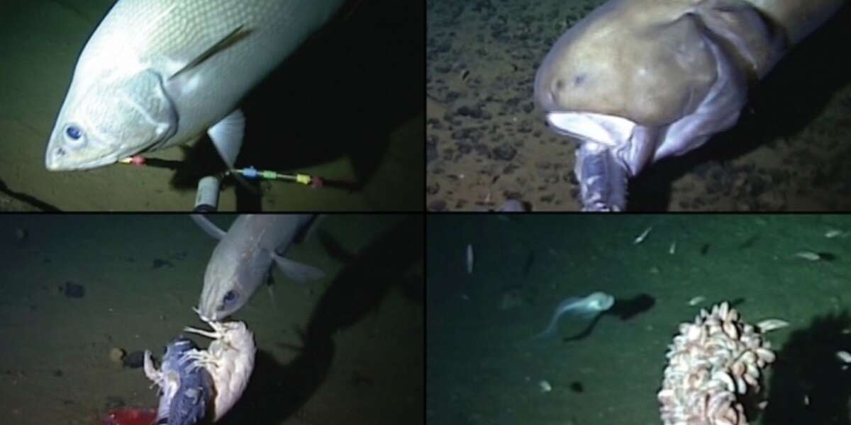 World's Deepest Fish Spotted On Film 26,700 Feet Under The Sea - The Dodo