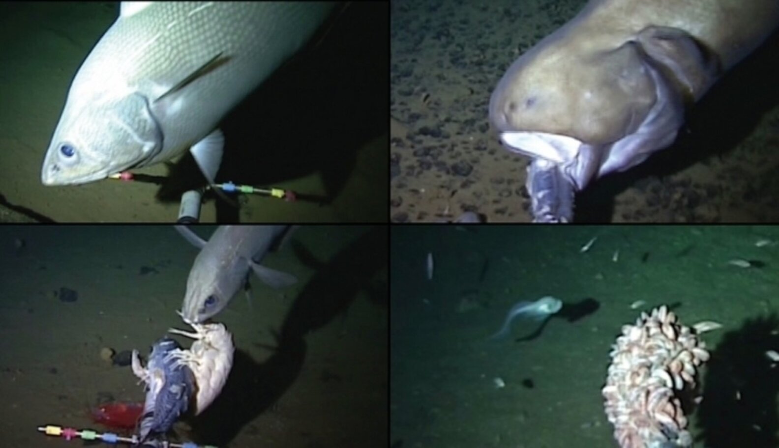 World's Deepest Fish Spotted On Film 26,700 Feet Under The Sea - The Dodo