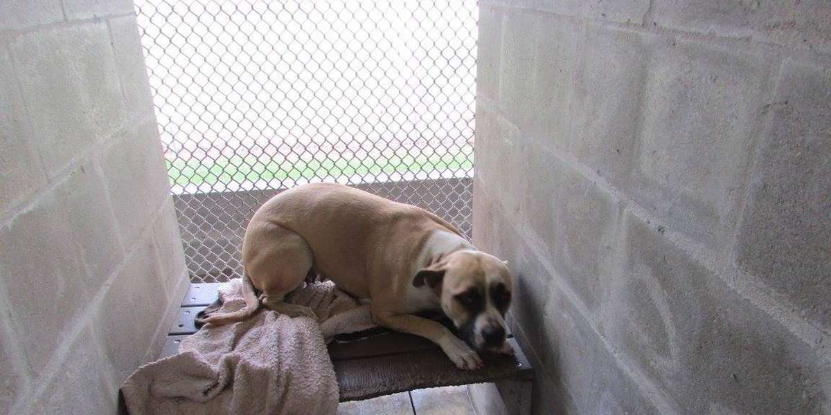 The Number One Reason People Dump Their Pets At Shelters - The Dodo