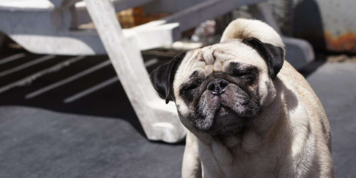 A Compendium Of Pugs Looking Smug For Monday - The Dodo