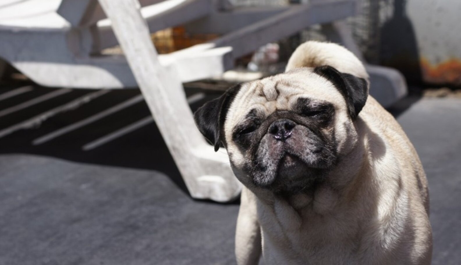 A Compendium Of Pugs Looking Smug For Monday - The Dodo