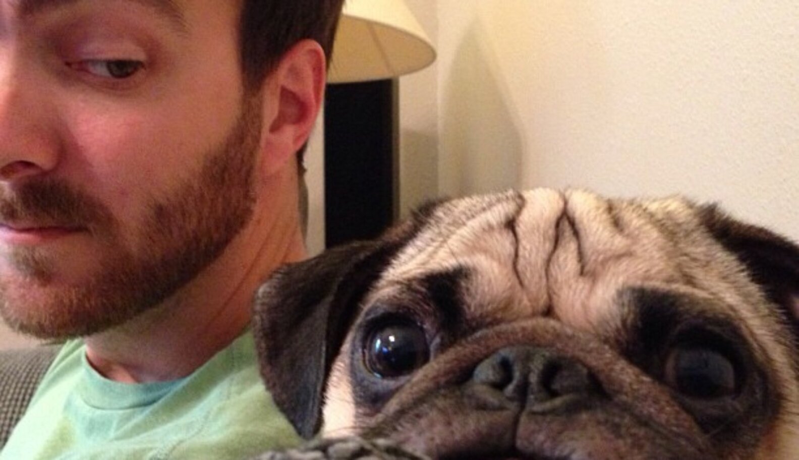 A Compendium Of Pugs Looking Smug For Monday - The Dodo