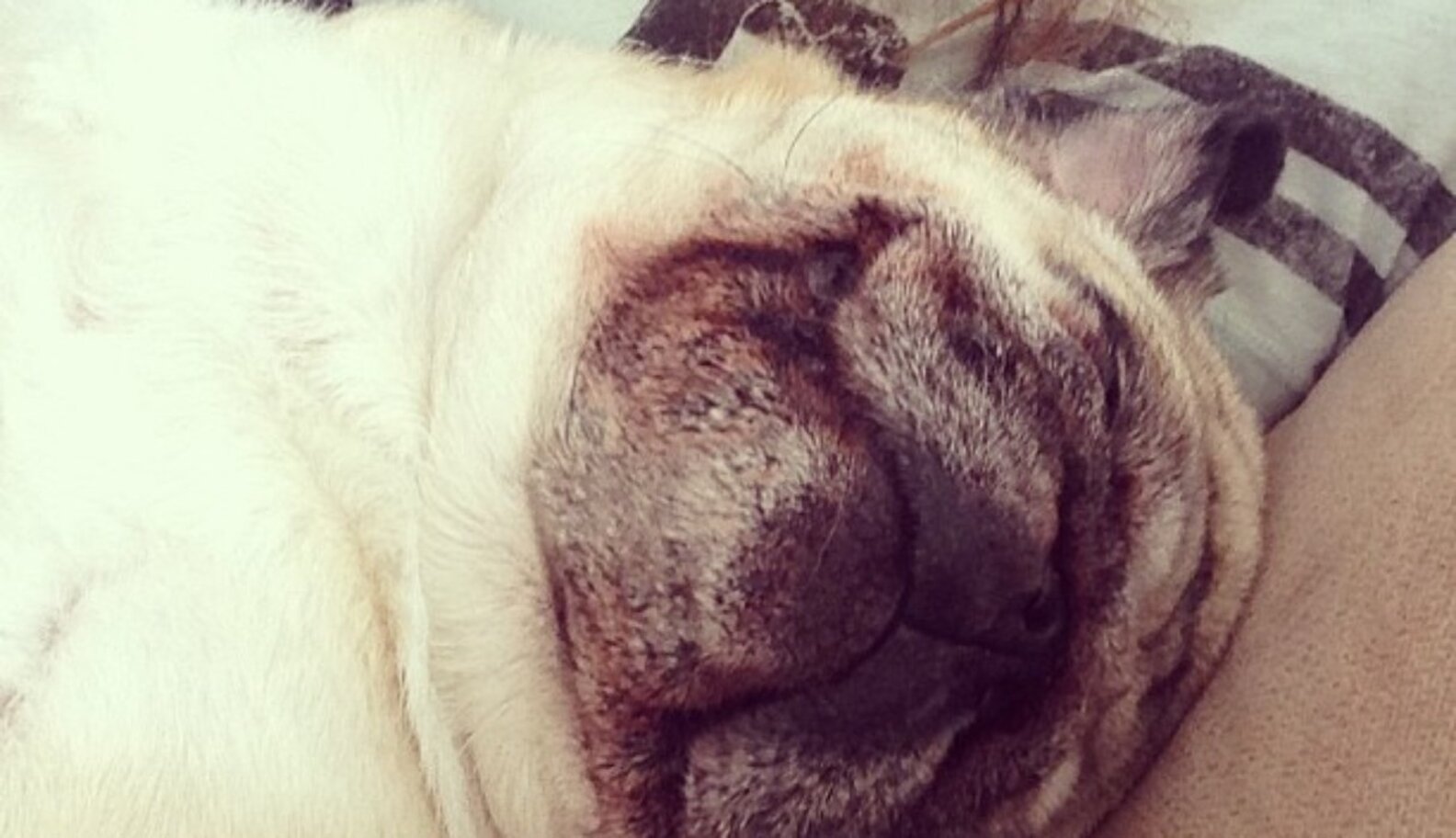 A Compendium Of Pugs Looking Smug For Monday - The Dodo