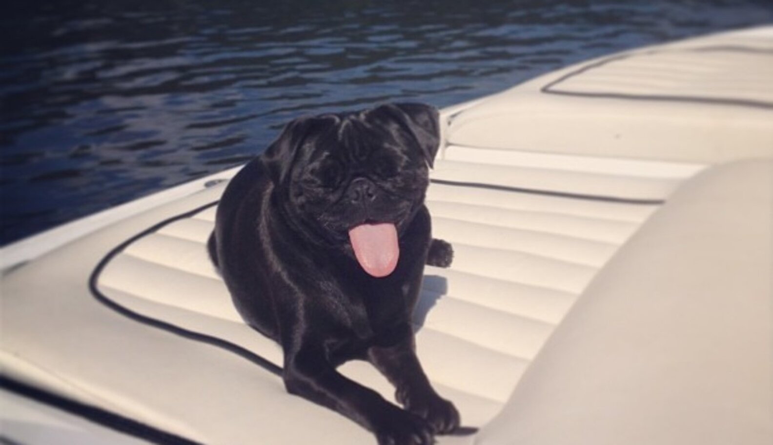 A Compendium Of Pugs Looking Smug For Monday - The Dodo
