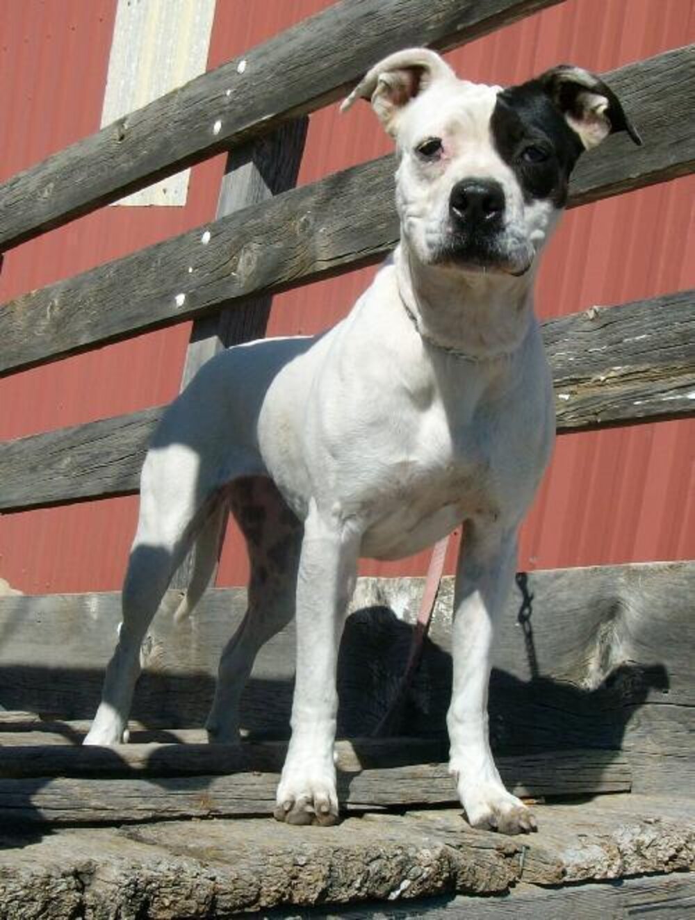 12 Pit Bull Mixes Who Are Just As Ridiculously Cute As Rami - The Dodo