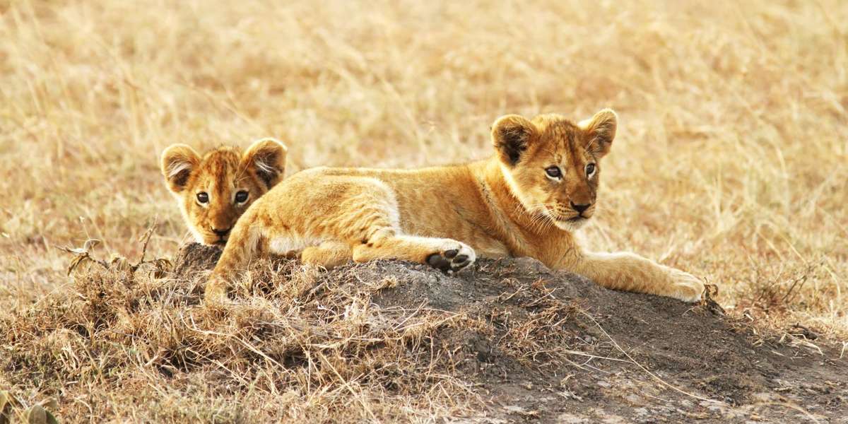 Scandal in South Africa: The Truth about Cub Petting - The Dodo